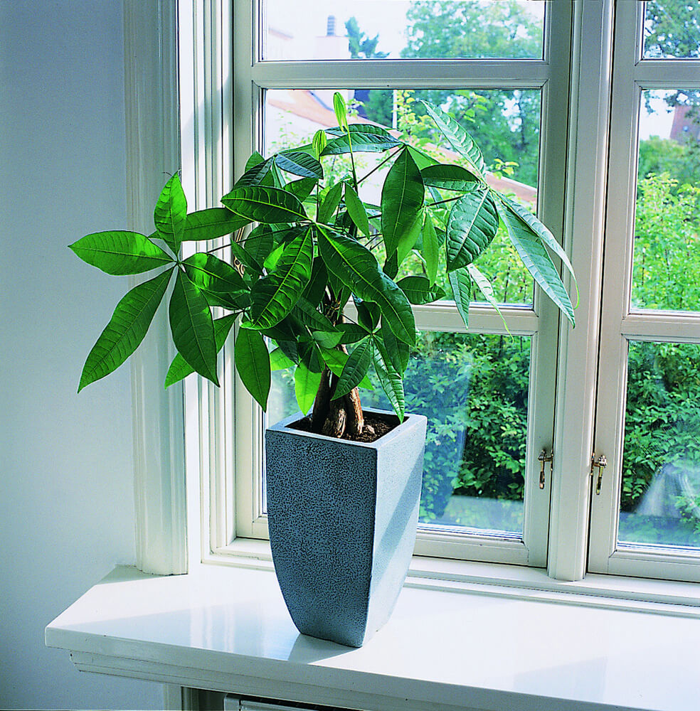 Pachira aquatica | Money Tree