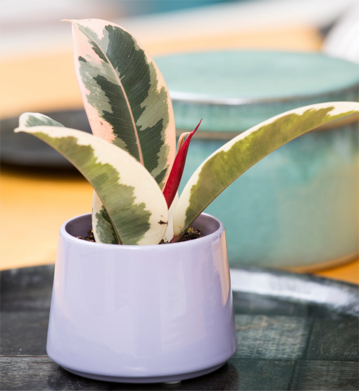 Greenex Foliage Assortment