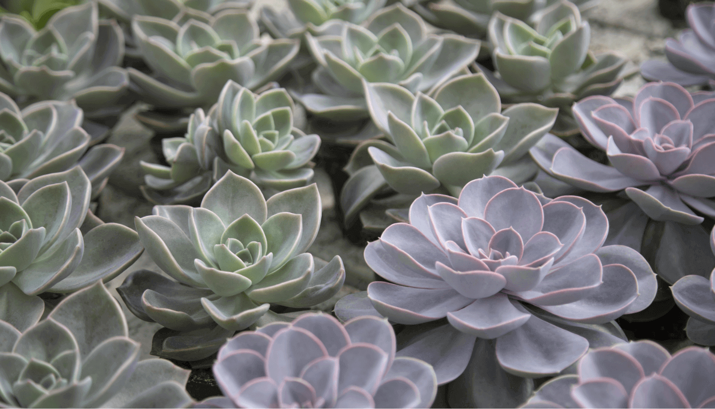 Greenex Foliage Assortment