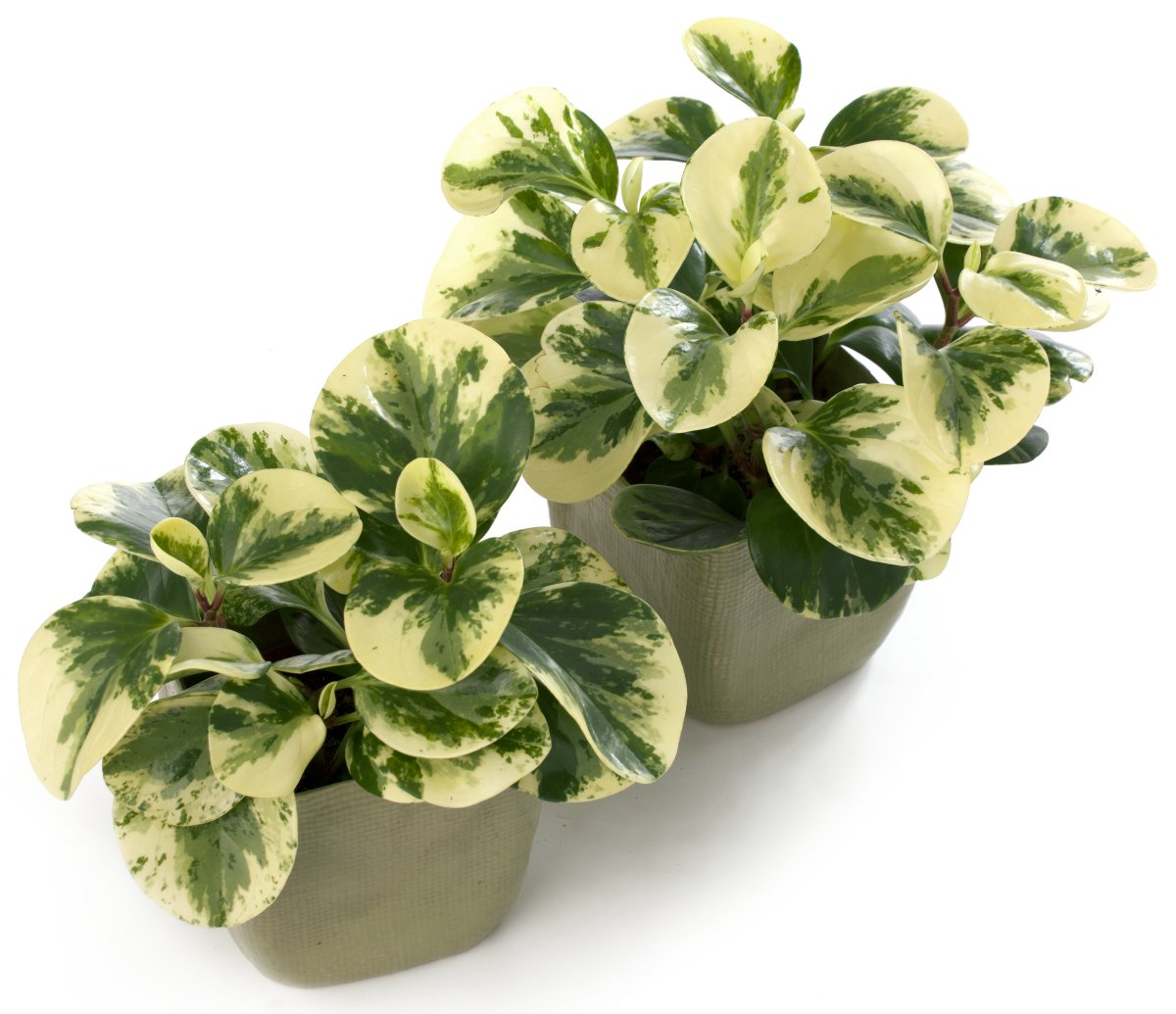Greenex Foliage Assortment