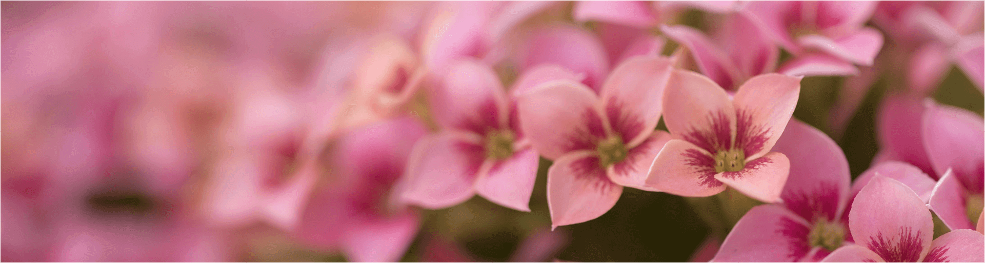 Greenex Flowering Assortment