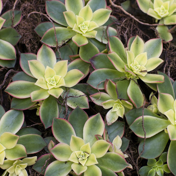 Greenex Foliage Assortment