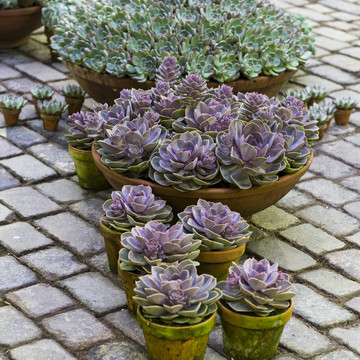 Greenex Foliage Assortment